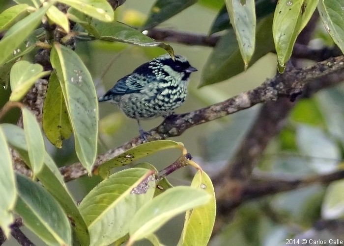 Tangara lentejuelada / Beryl-spangled Tanager (Tangara nigroviridis)