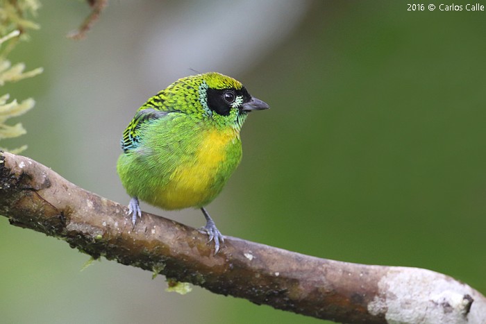 Perú Tanagers
