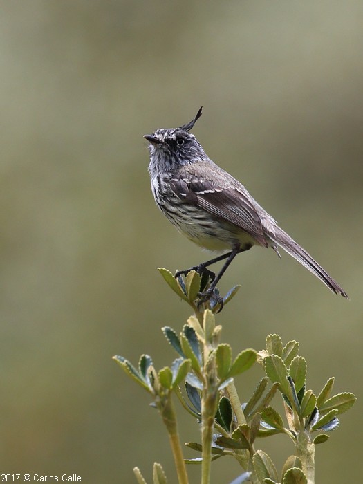 Torito copeton / Tufted Tit-tyran