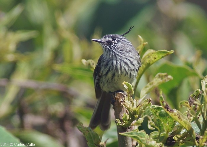 Torito copeton / Tufted Tit-tyran
