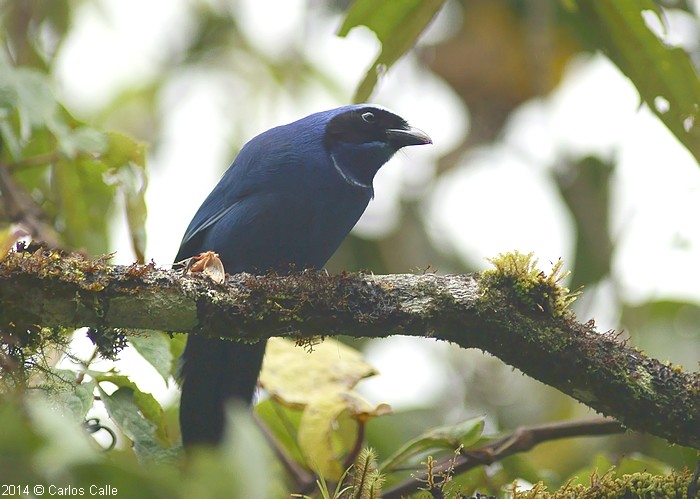 Urraca de collar blanco / White-collared Jay (Cyanolyca viridicyanus)