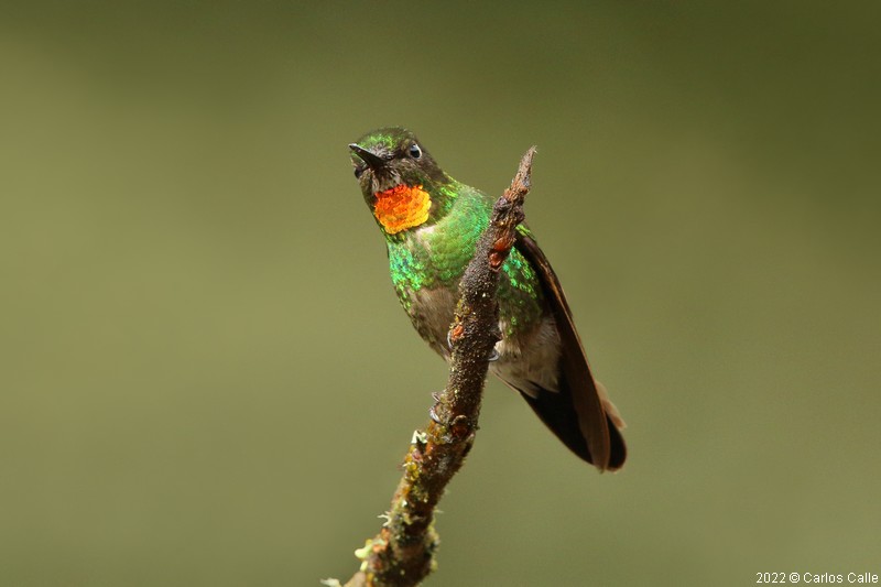 Angel del sol chico / Little Sunangel (Heliangelus micraster)