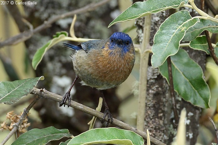 Azulito altoandino / Tit-like Dacnis (Xenodacnis parina)