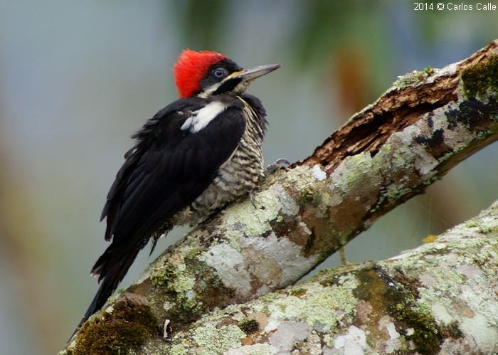 Carpintero lineado / Lineated Woodpecker