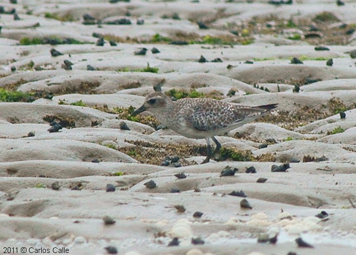 Chorlo gris / Grey Plover (Pluvialis squatarola)