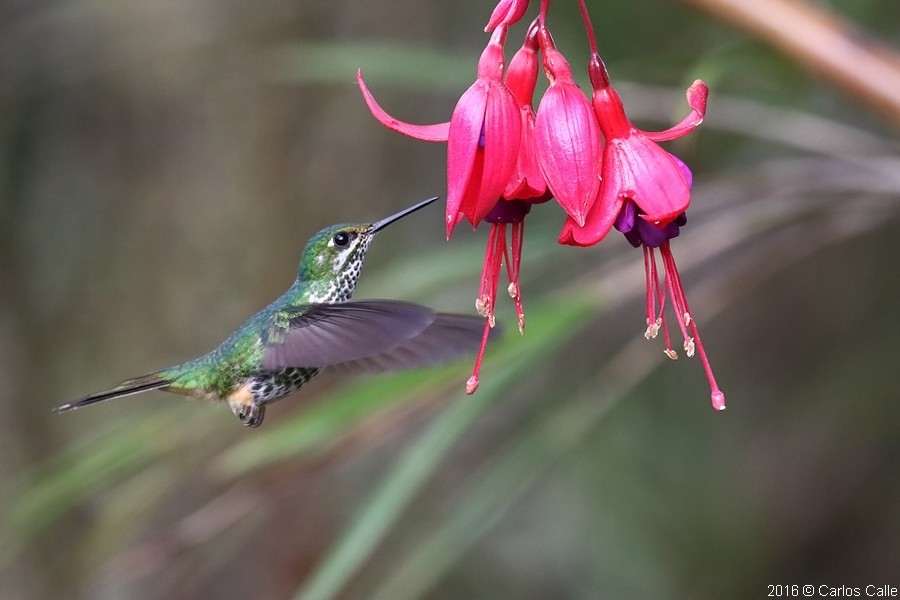 Colibri cola de raqueta / Booted Racket-tail