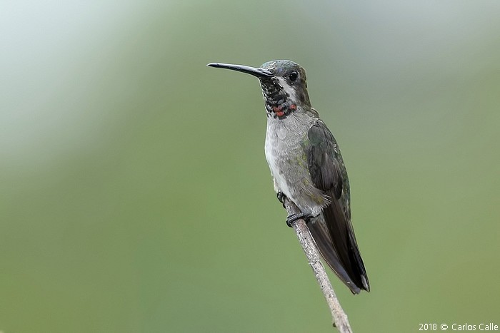 Colibri de pico largo / Long-billed Starthroat (Heliomaster longirostris)
