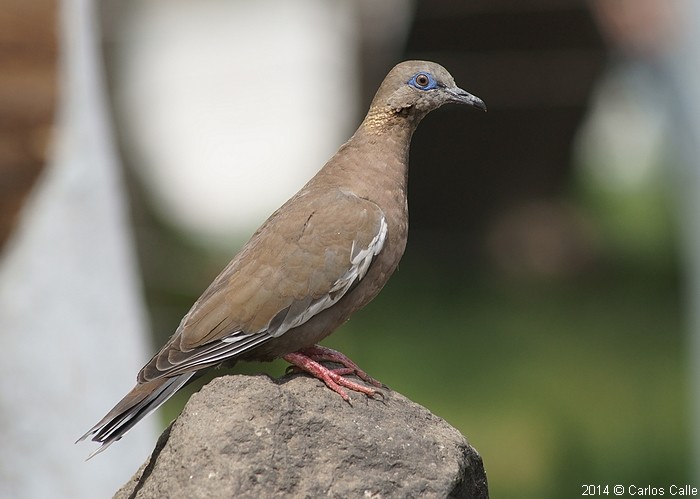 Cuculi / Pacific Dove (Zenaida meloda)