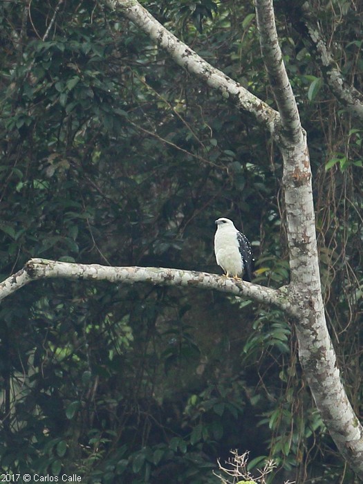 Gavilan blanco / White Hawk (Pseudastur albicollis)