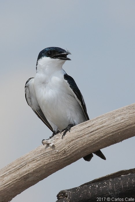 White-winged Swallow / Golondrina de Ala Blanca (Tachycineta albiventer)