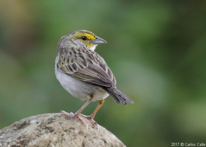 Gorrion de ceja amarilla / Yellow-browed Sparrow (Ammodramus aurifrons)