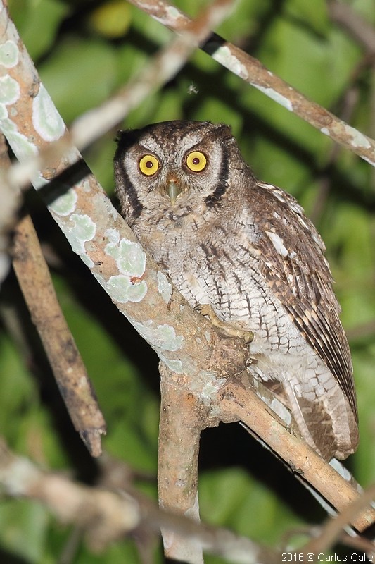 lechuza tropical / Tropical Screech-owl (Megascops choliba)
