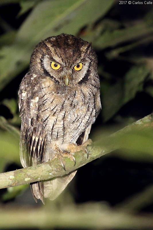 lechuza tropical / Tropical Screech-owl (Megascops choliba)