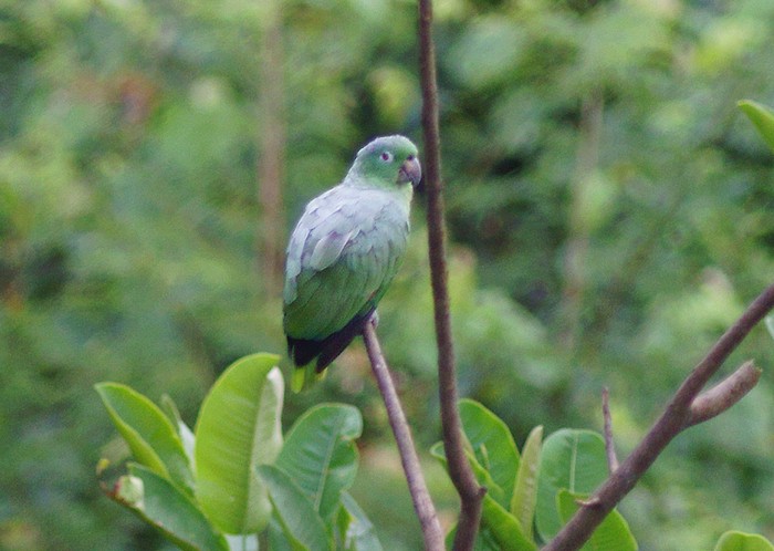 Loro harinoso / Southern Mealy Amazon (Amazona farinosa)