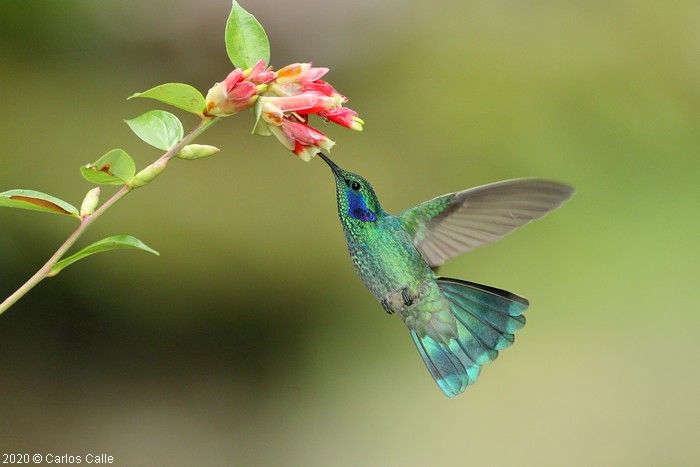 Oreja violeta verde / Lesser Violetear (Colibri cyanotus)