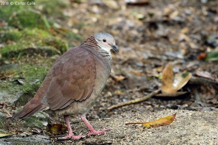 Paloma-Perdiz de garganta blanca / White-throated Quail-Dove (Zentrygon ...