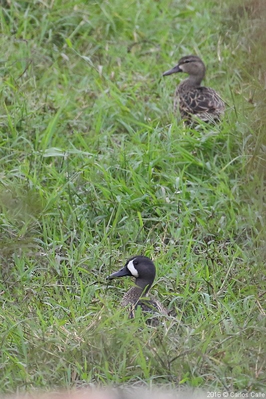 Pato de ala azul / Blue-winged Teal (Spatula discors)