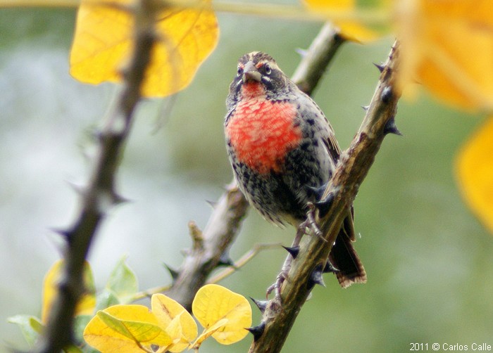 Pecho colorado peruano / Peruvian Meadowlark (Sturnella bellicosa)