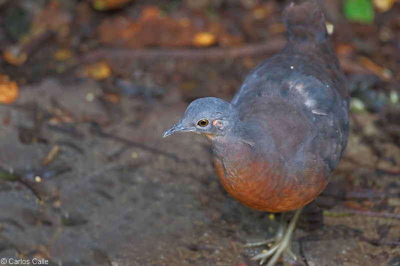 Perdiz chica / Little Tinamou (Crypturellus soui nigriceps)
