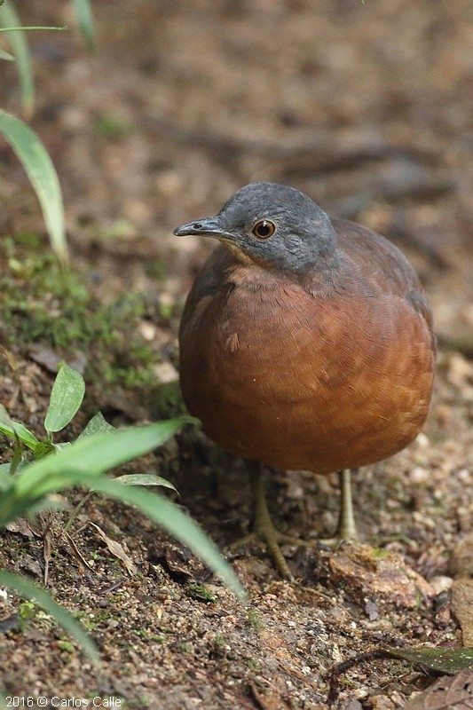 Perdiz chica / Little Tinamou (Crypturellus soui nigriceps)