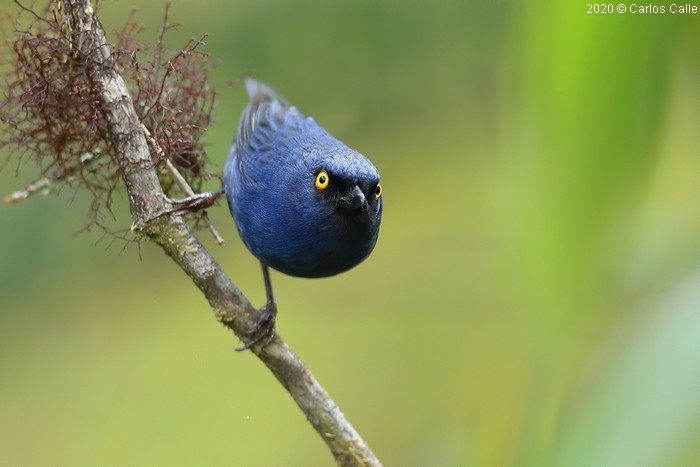 Pincha-Flor Azul Intenso / Deep-blue Flower-piercer (Diglossa glauca)