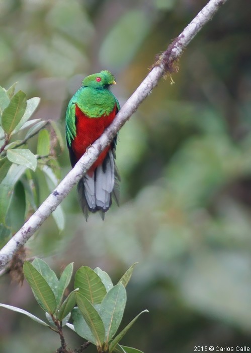 Quetzal crestado / Crested Quetzal