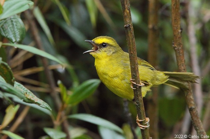 Wood-warblers of Peru / Reinitas