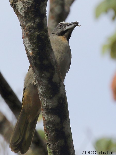 Saltador de garganta anteada / Buff-throated Saltator (Saltator maximus)