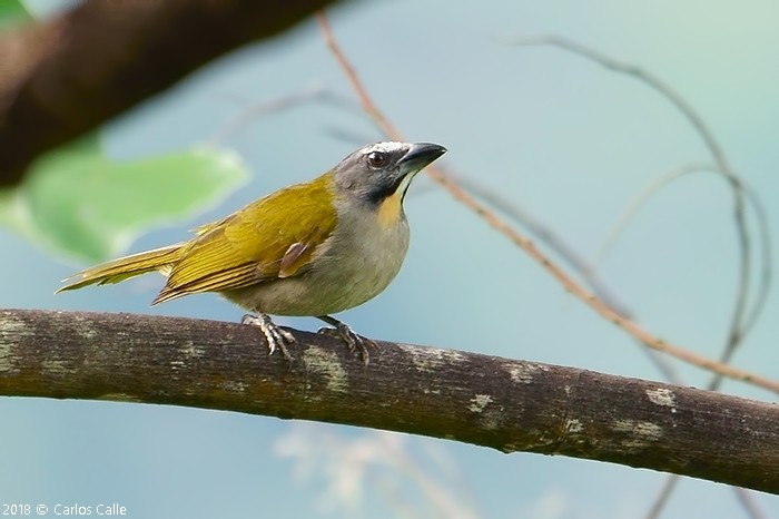 Saltador de garganta anteada / Buff-throated Saltator (Saltator maximus)