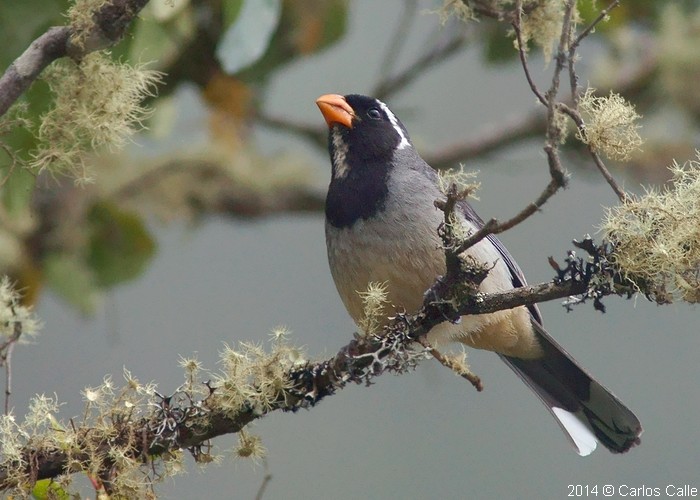 Saltador de pico dorado / Golden-billed Saltator (Saltator aurantiirostris)
