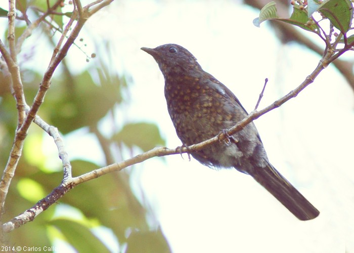 Solitario andino / Andean Solitaire (Myadestes ralloides)