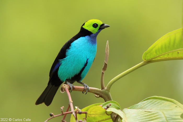 Tangara del paraiso / Paradise Tanager