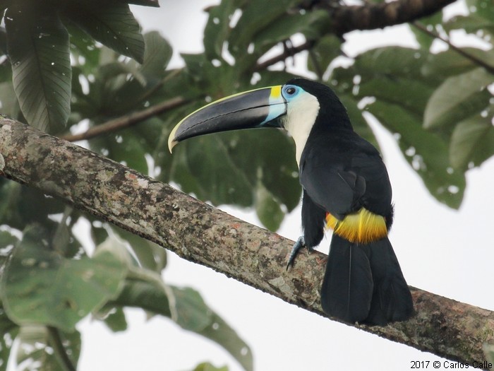 Tucan De Garganta Blanca White Throated Toucan Cuvier S Toucan