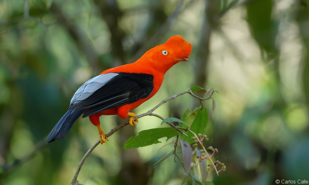 Gallito de las Rocas / Andean Cock-of-the-rock (Rupicola peruvianus)