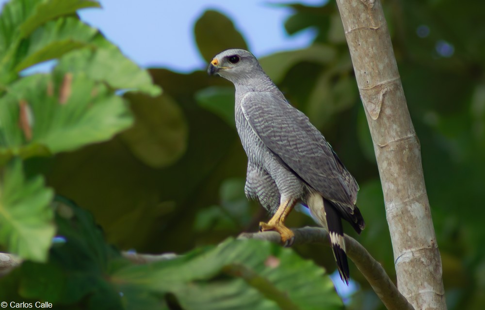 Gavilan Gris Lineado / Gray-lined Hawk (Buteo nitidus)