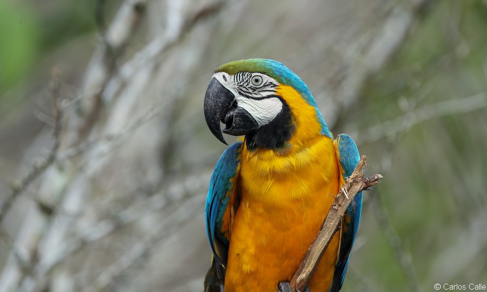 Guacamayo Azul y Amarillo / Blue-and-yellow Macaw (Ara ararauna)