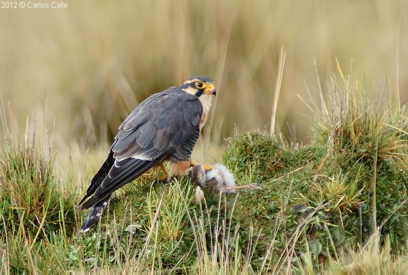 Halcon Aplomado / Aplomado Falcon