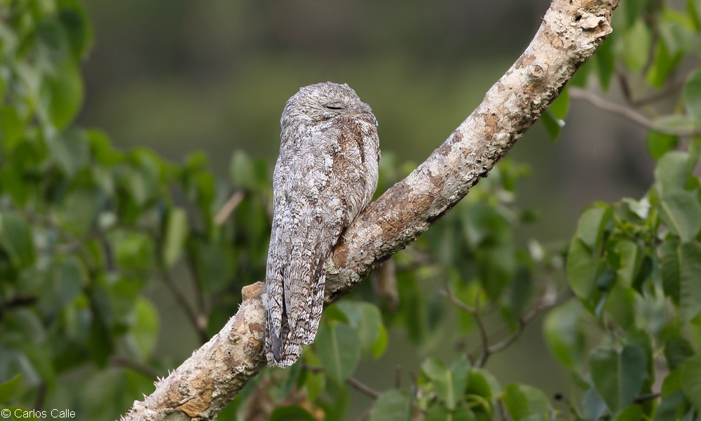 Nictibio Grande / Great Potoo (Nyctibius grandis)