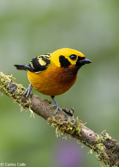 Tangara dorada / Golden Tanager (Tangara arthus)