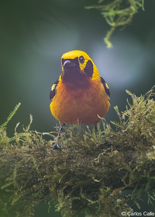 Tangara dorada / Golden Tanager (Tangara arthus)