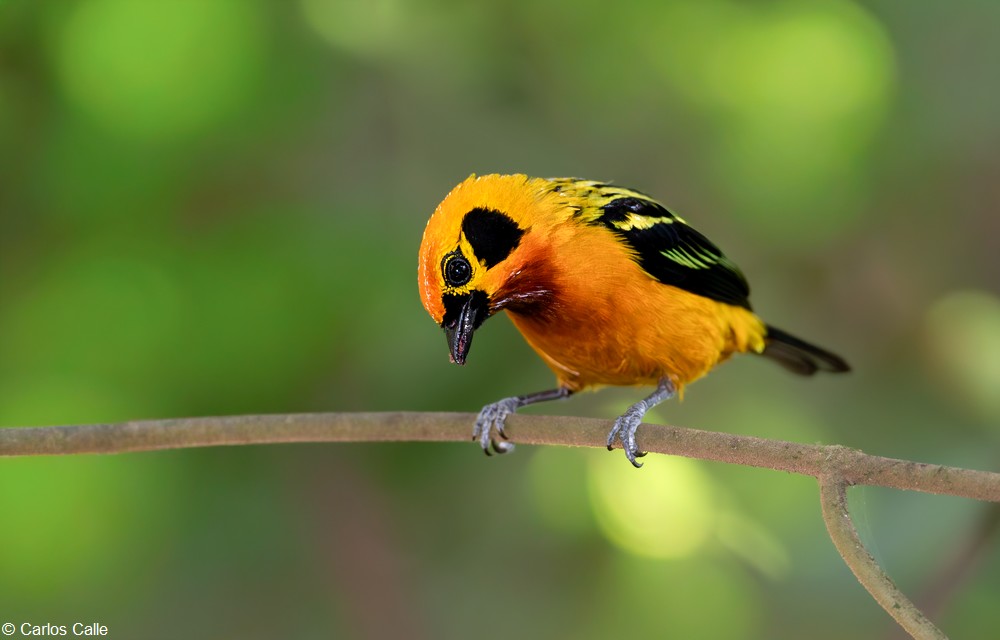 Tangara dorada / Golden Tanager (Tangara arthus)