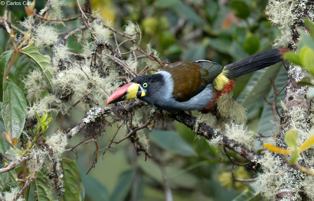 Tucan andino de pecho gris / Gray-breasted Mountain-Toucan (Andigena ...