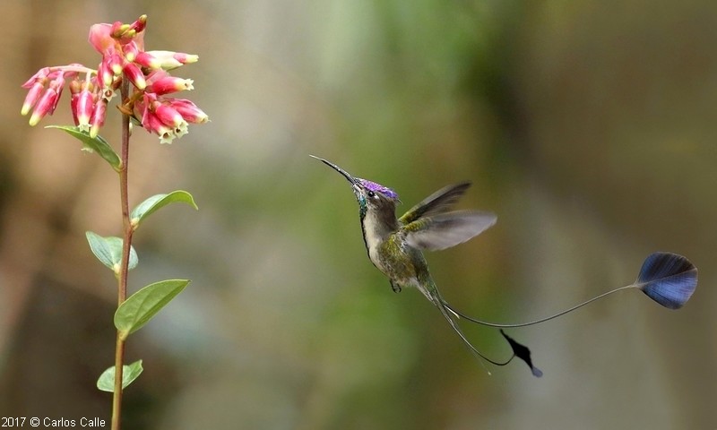 Colibries del NorOriente del Perú / Hummingbirds of north east Peru